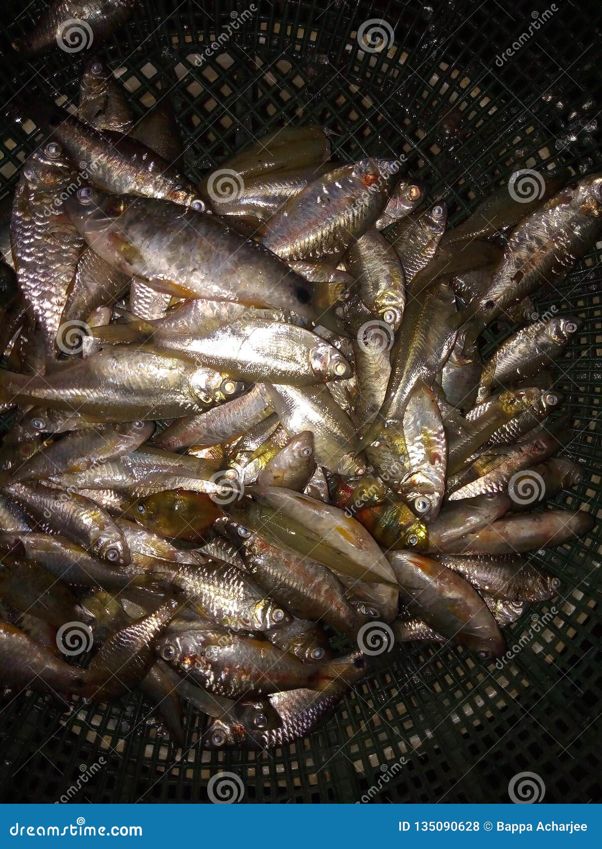 Fish stock photo. Image of village, fish, catch - 135090628