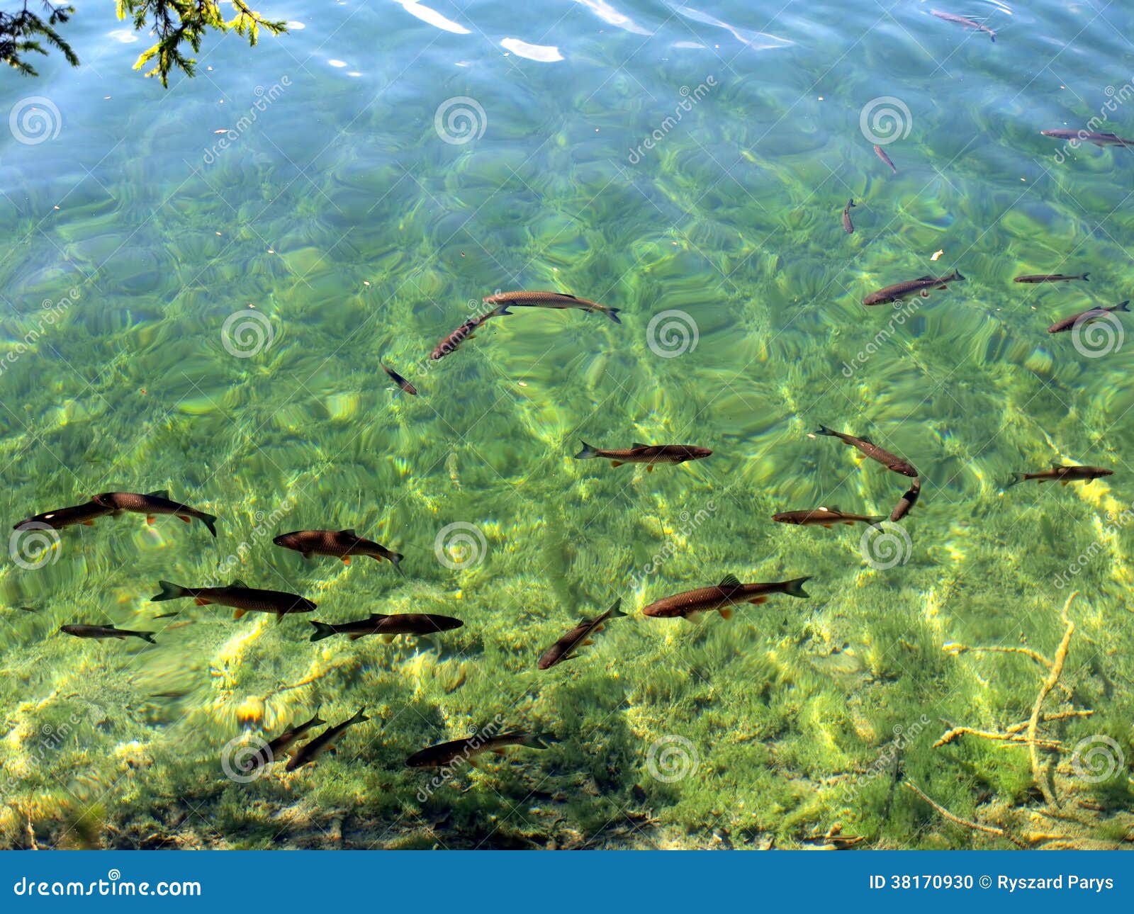 Fish Visible in Clear Water, Blue Lake in Plitvice, Croatia Stock Photo ...