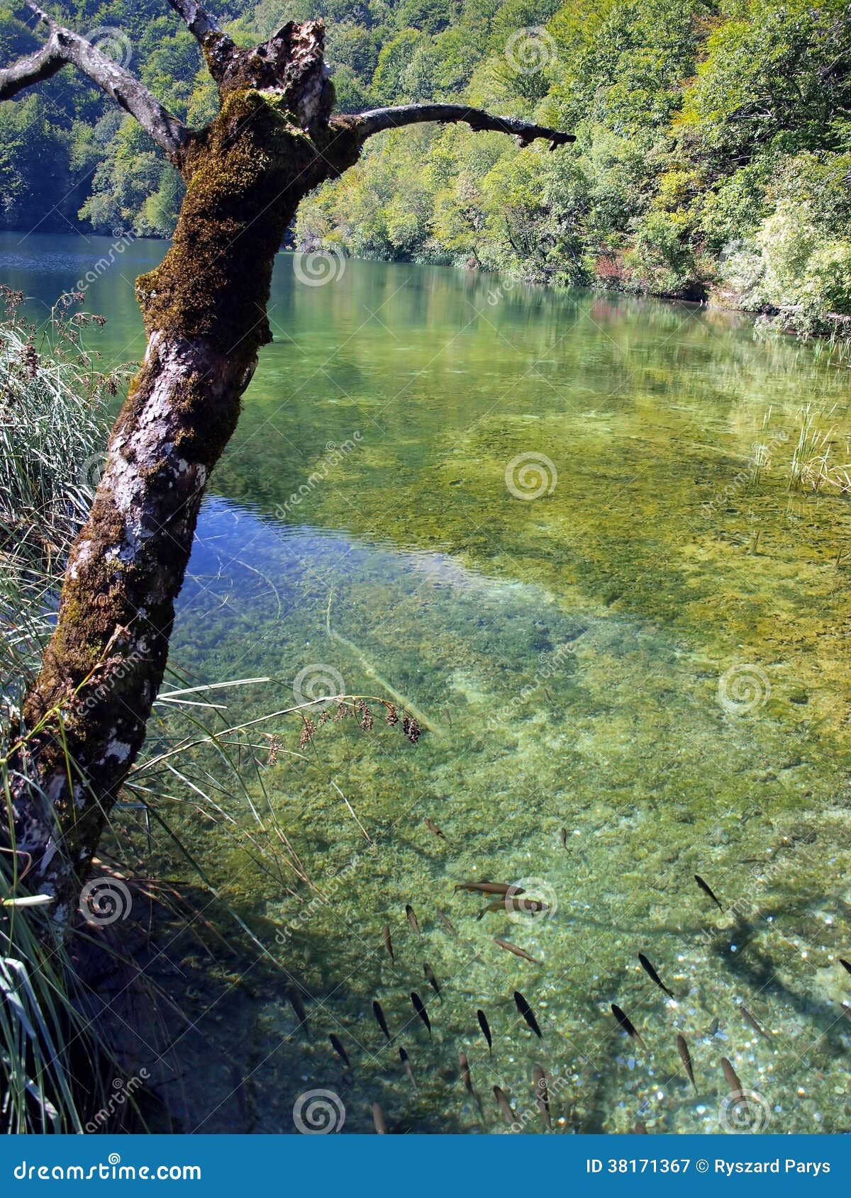 Fish Visible in Clear Water, Blue Lake in Plitvice, Croatia Stock Image ...