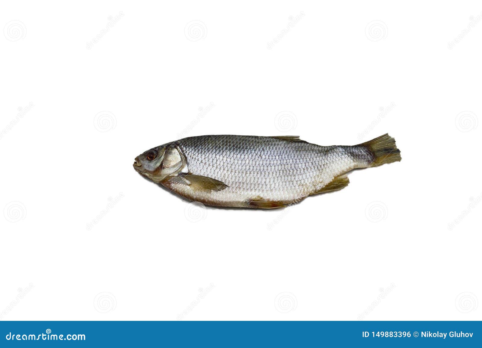 Fish Vobla dried. I stock photo. Image of health, isolate - 149883396