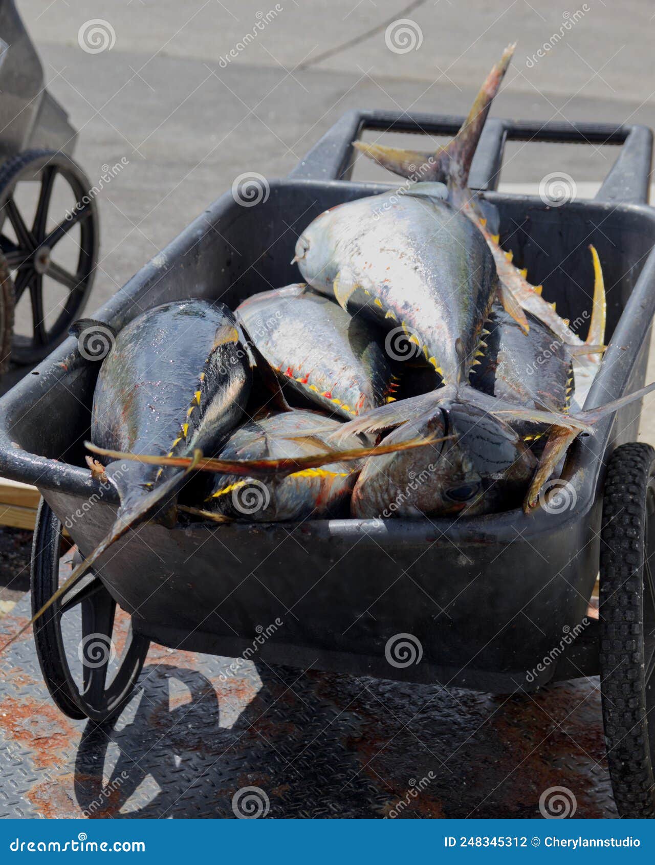 Fish in Wagon Next To Weighing Scales at a Station. Outer Banks NC ...