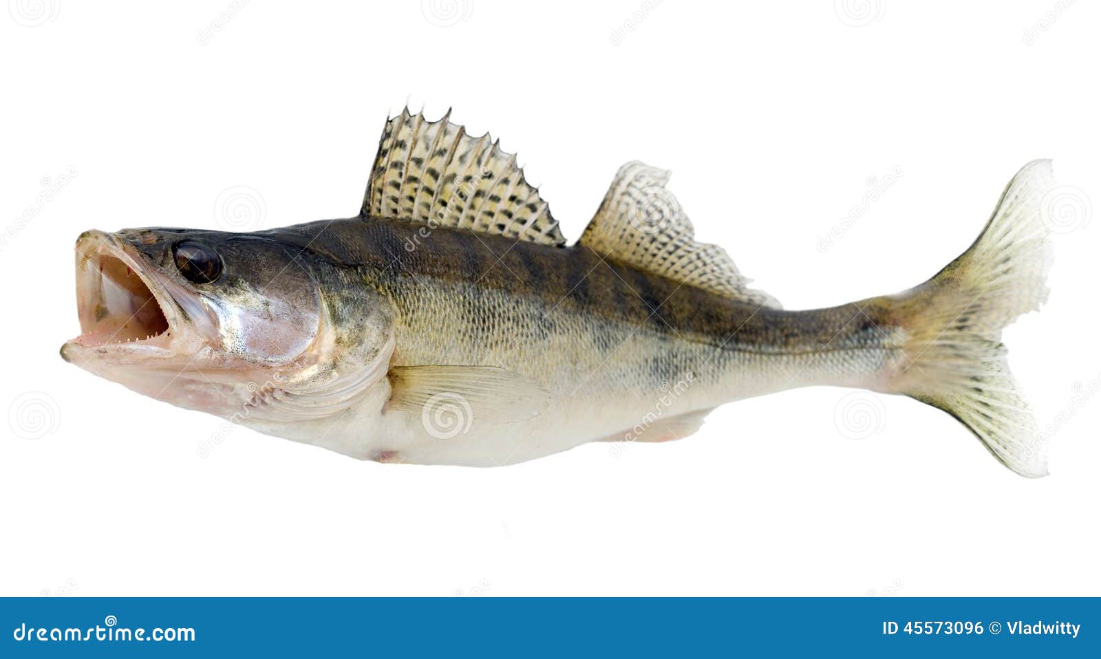 Fish stock photo. Image of freshwater, fishbase, pike - 45573096