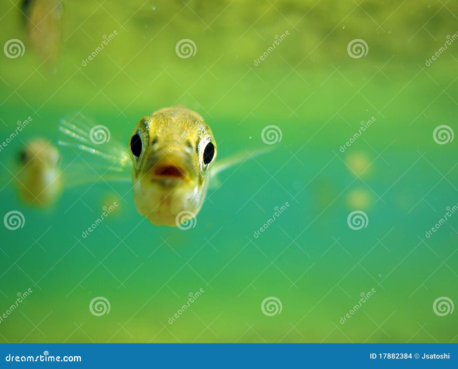 Fish Watching stock photo. Image of eyes, small, blue - 17882384