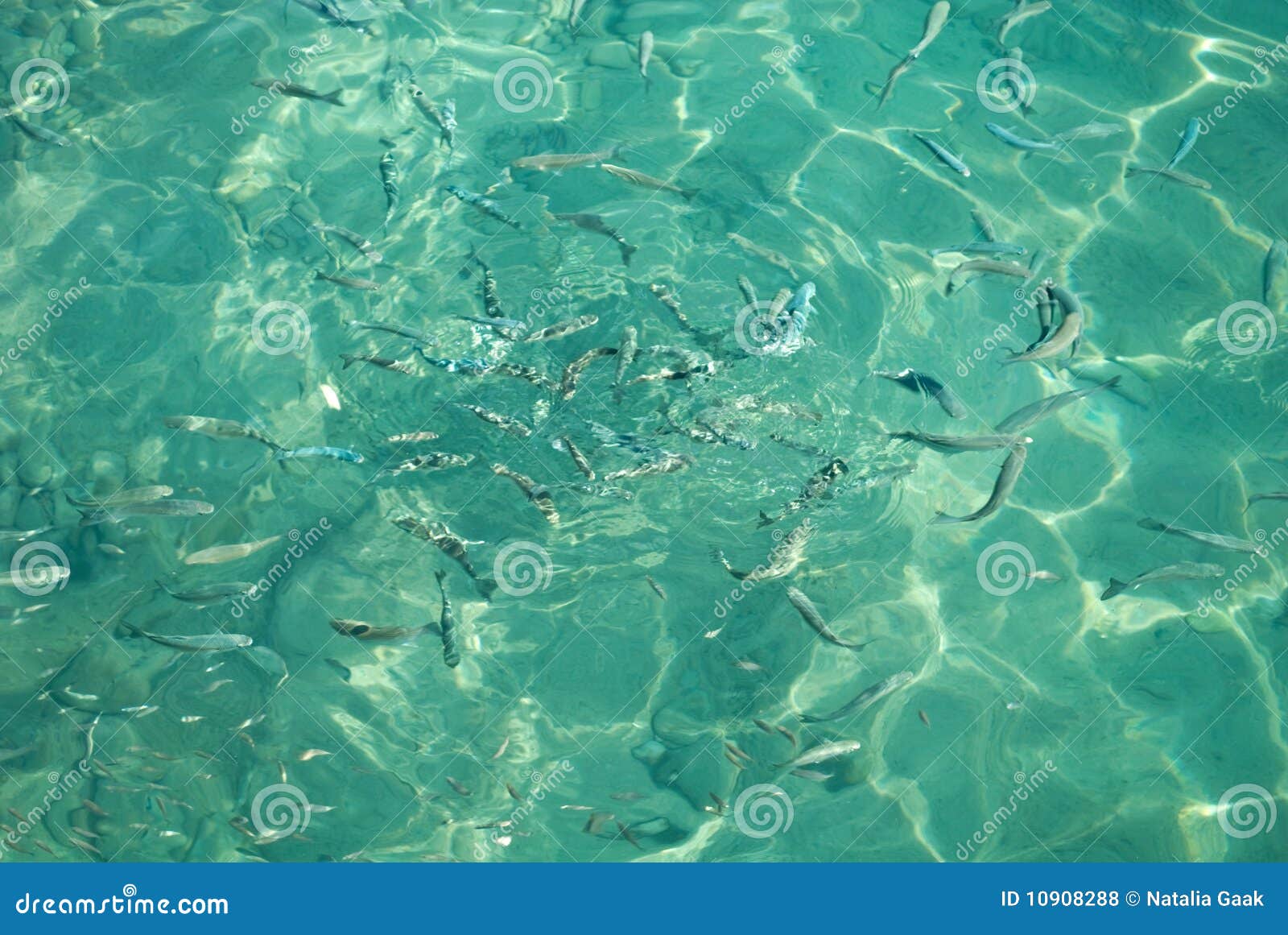 Fish is in water stock photo. Image of nature, bench - 10908288