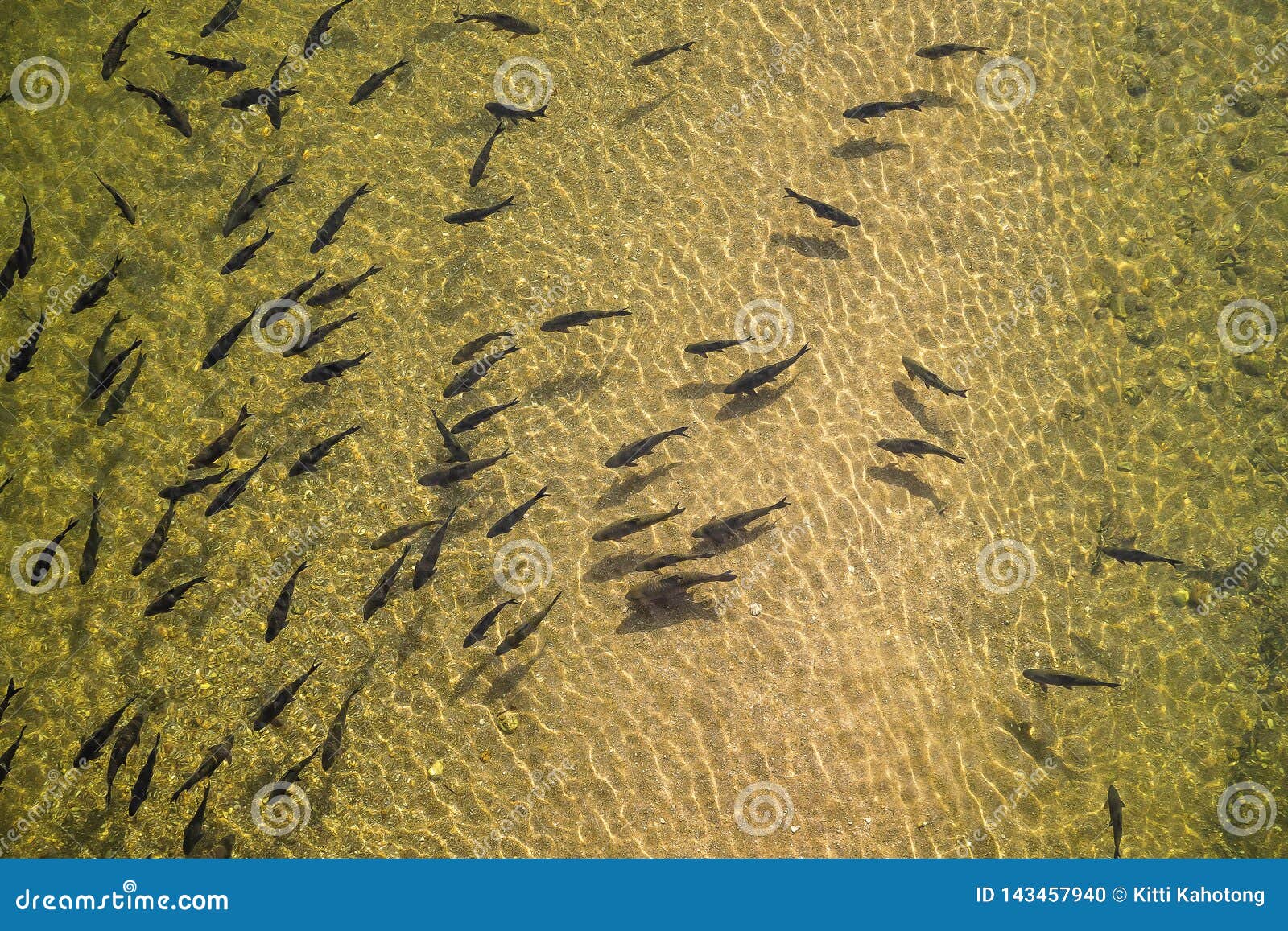 Fish in the water stock photo. Image of reef, nature - 143457940