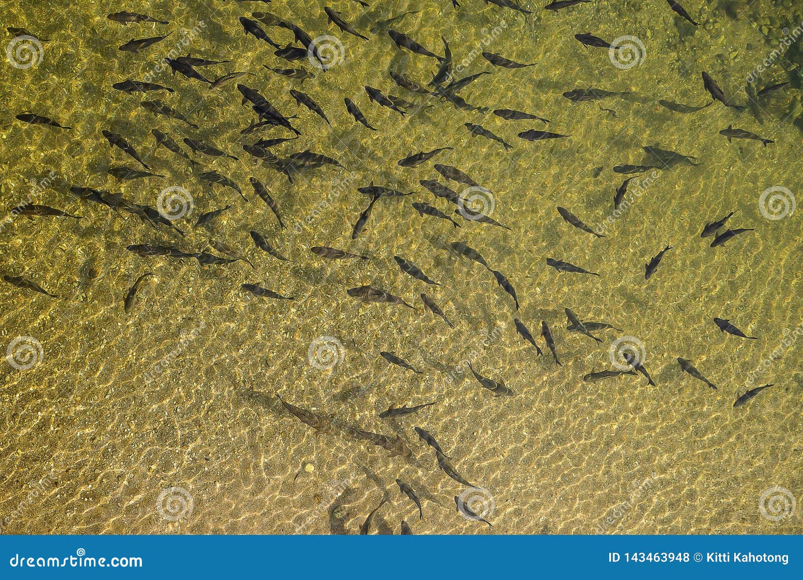 Fish in the water stock photo. Image of tropical, marine - 143463948