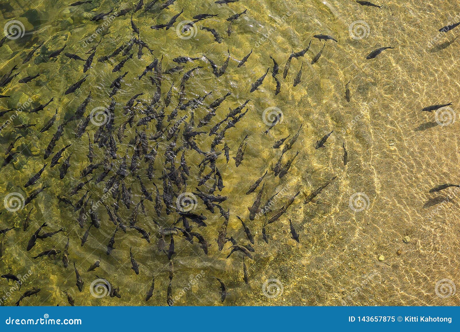 Fish in the water stock image. Image of life, scuba - 143657875