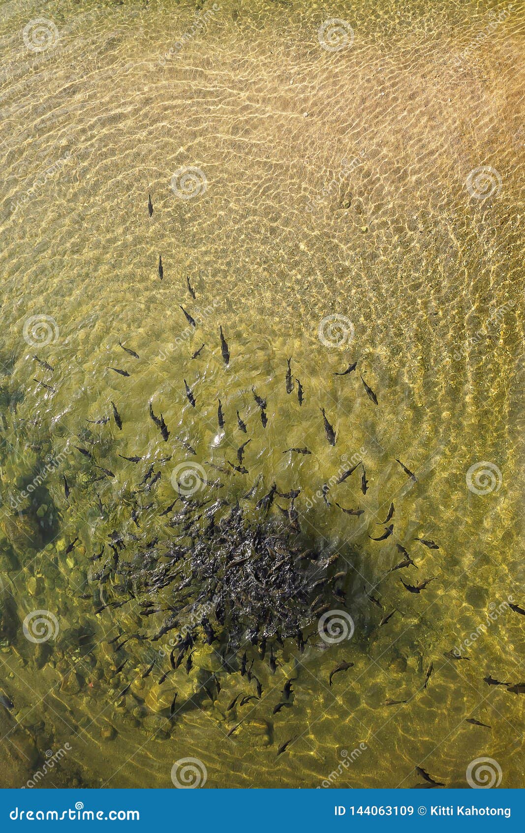 Fish in the water stock image. Image of deep, fish, nature - 144063109