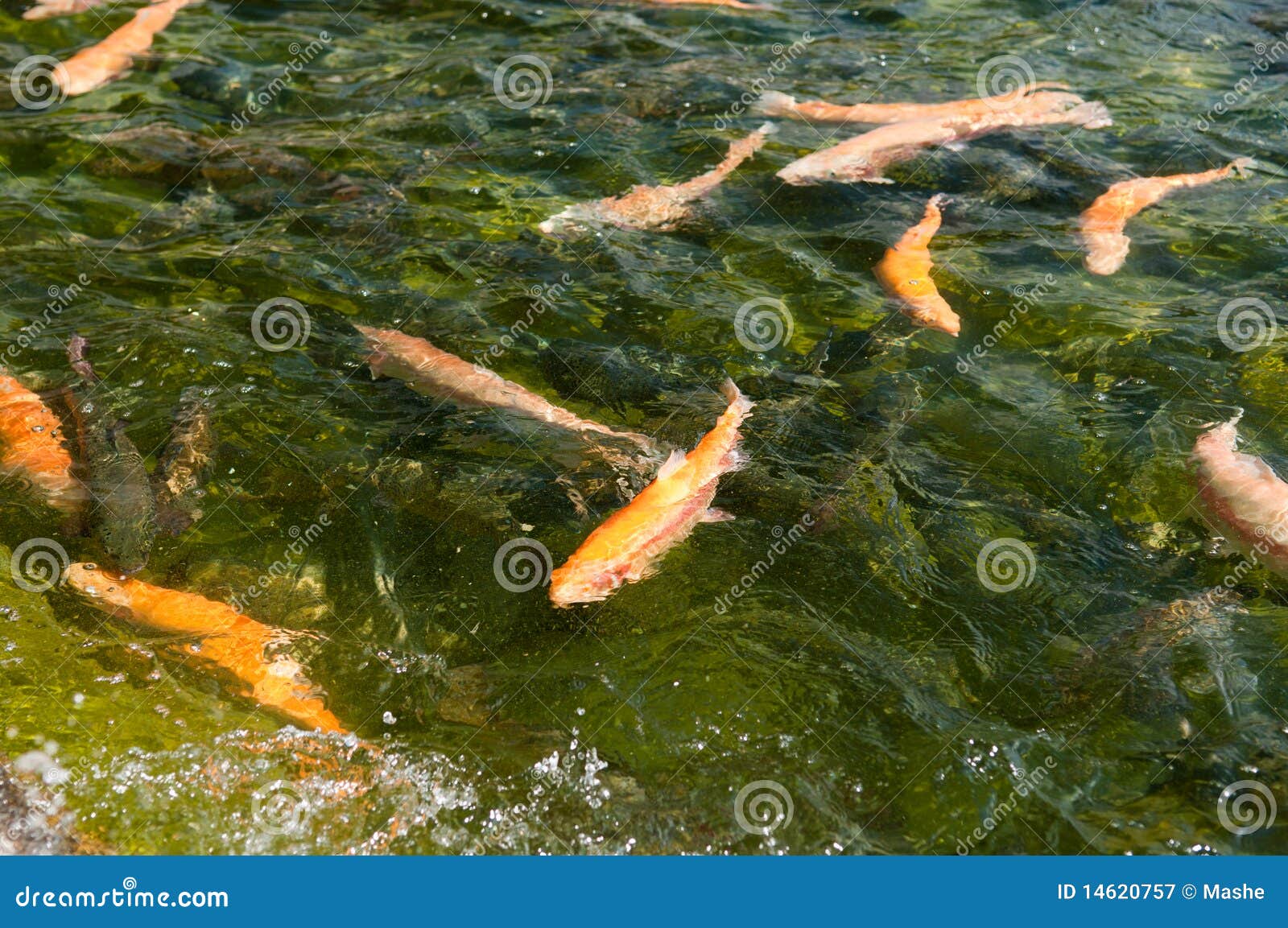 Fish in water. stock image. Image of lake, life, dinner - 14620757