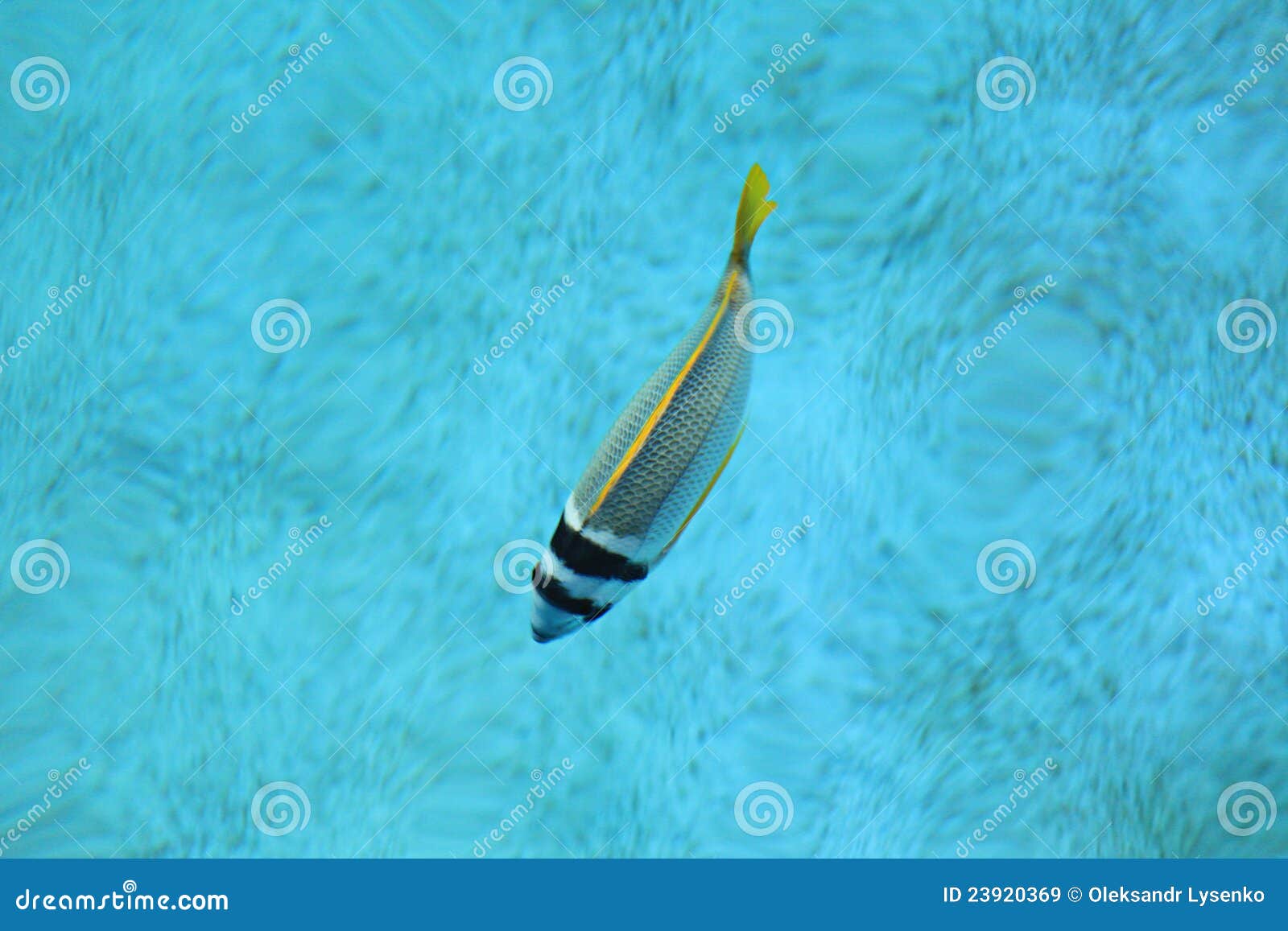 Fish in the water stock image. Image of exploration, animal - 23920369