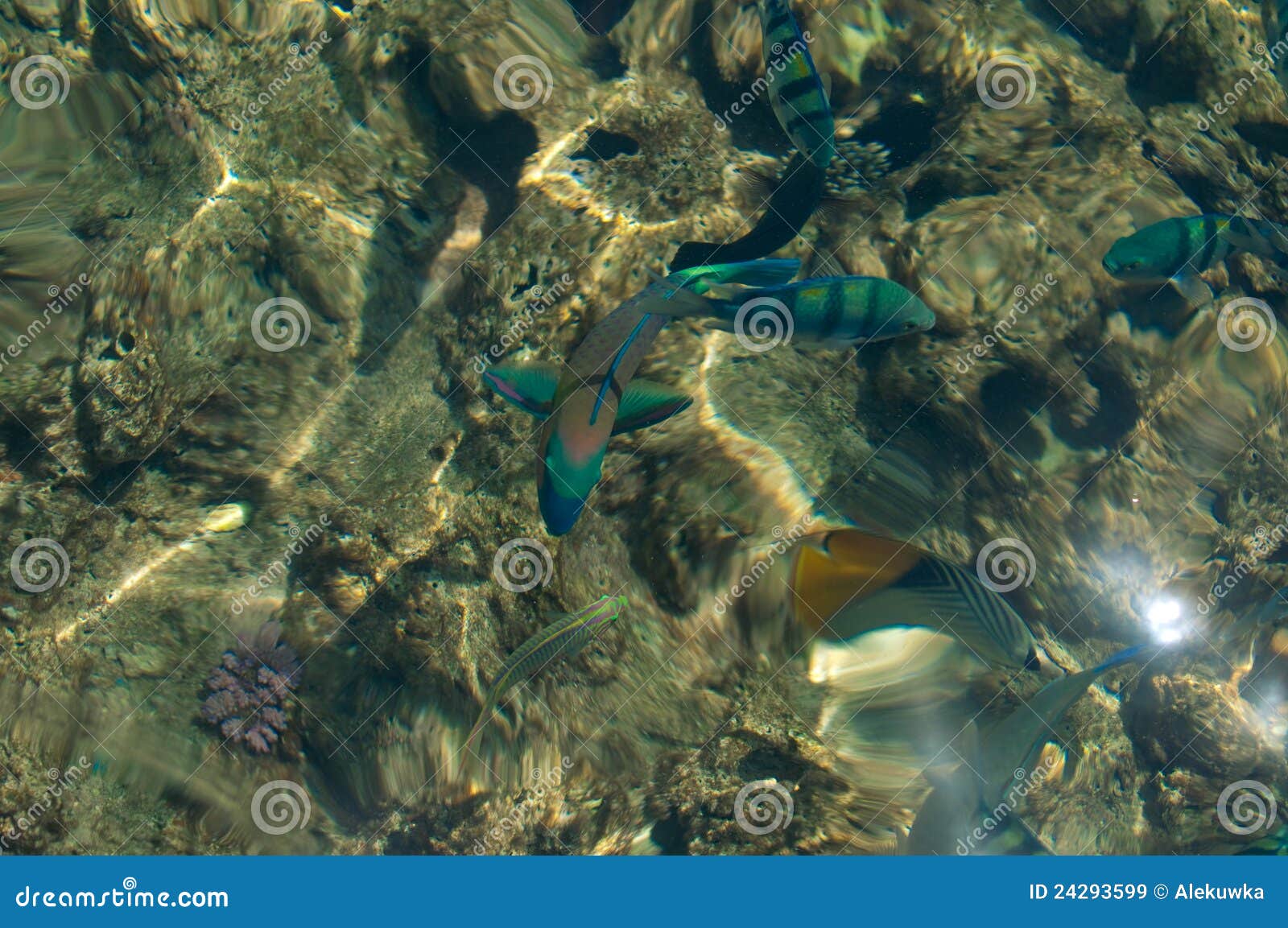 Fish in water stock image. Image of open, blue, trout - 24293599