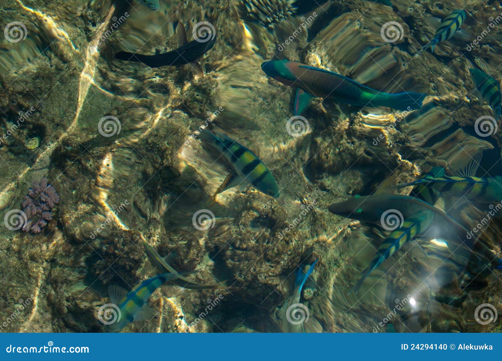 Fish in water stock photo. Image of water, bottom, ocean - 24294140