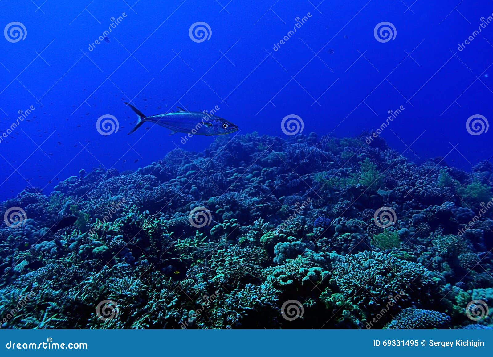 Fish in water column stock image. Image of nature, color - 69331495