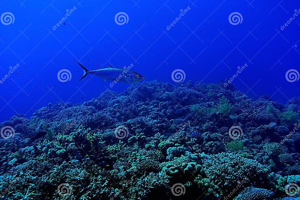 Fish in water column stock image. Image of nature, color - 69331495