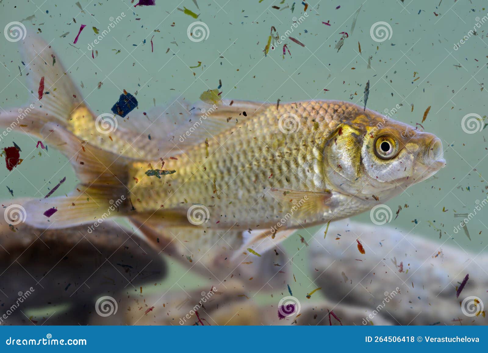 Fish in Water Contaminated with Micro Plastic Stock Photo - Image of ...