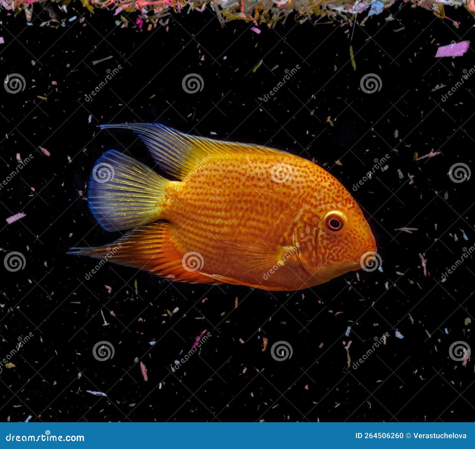 Fish in Water Contaminated with Micro Plastic Stock Photo - Image of ...