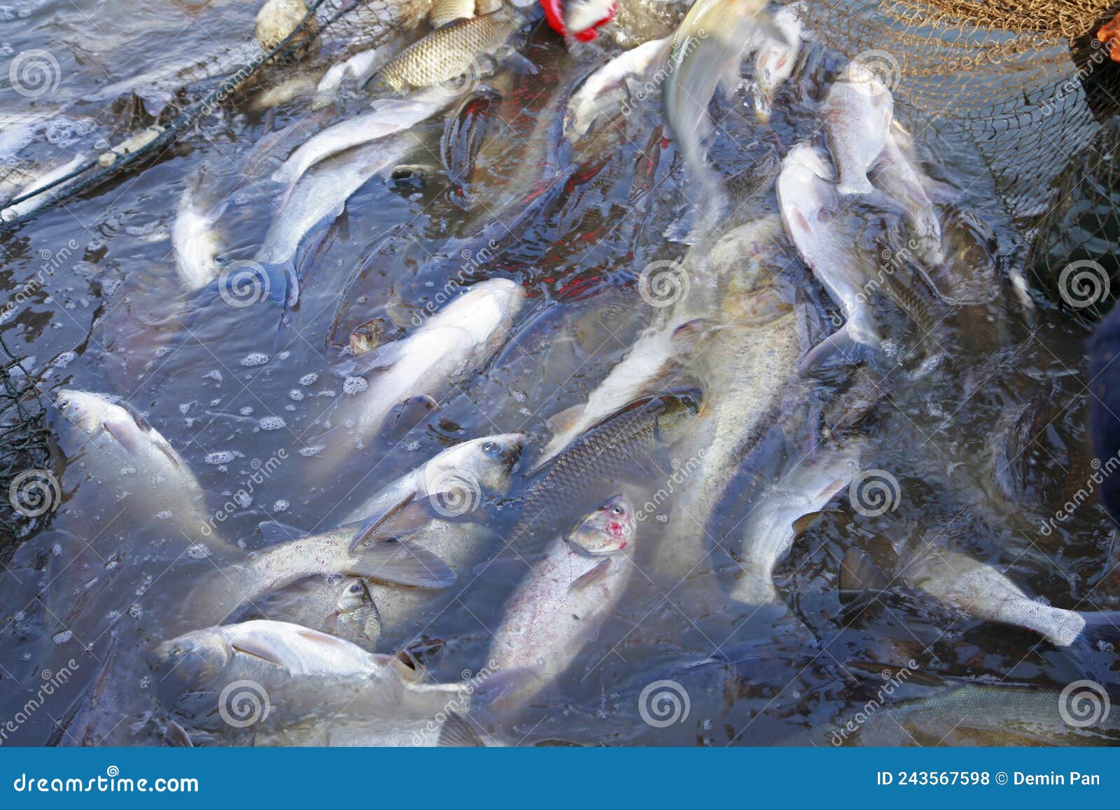 The Fish in the Water Fishing Nets Stock Photo - Image of fishing, rise ...