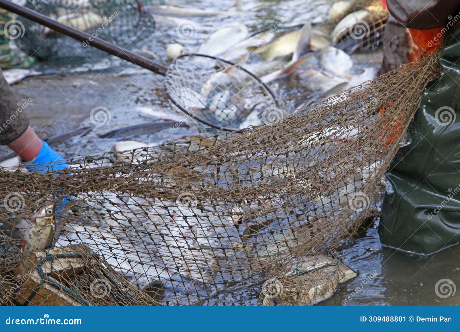 The Fish in the Water Fishing Nets Stock Image - Image of alive, ship ...