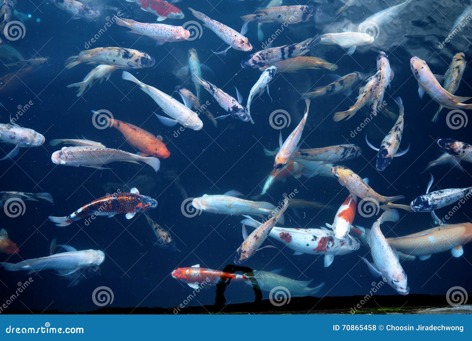 Fish in water stock photo. Image of beauty, view, seamless - 70865458