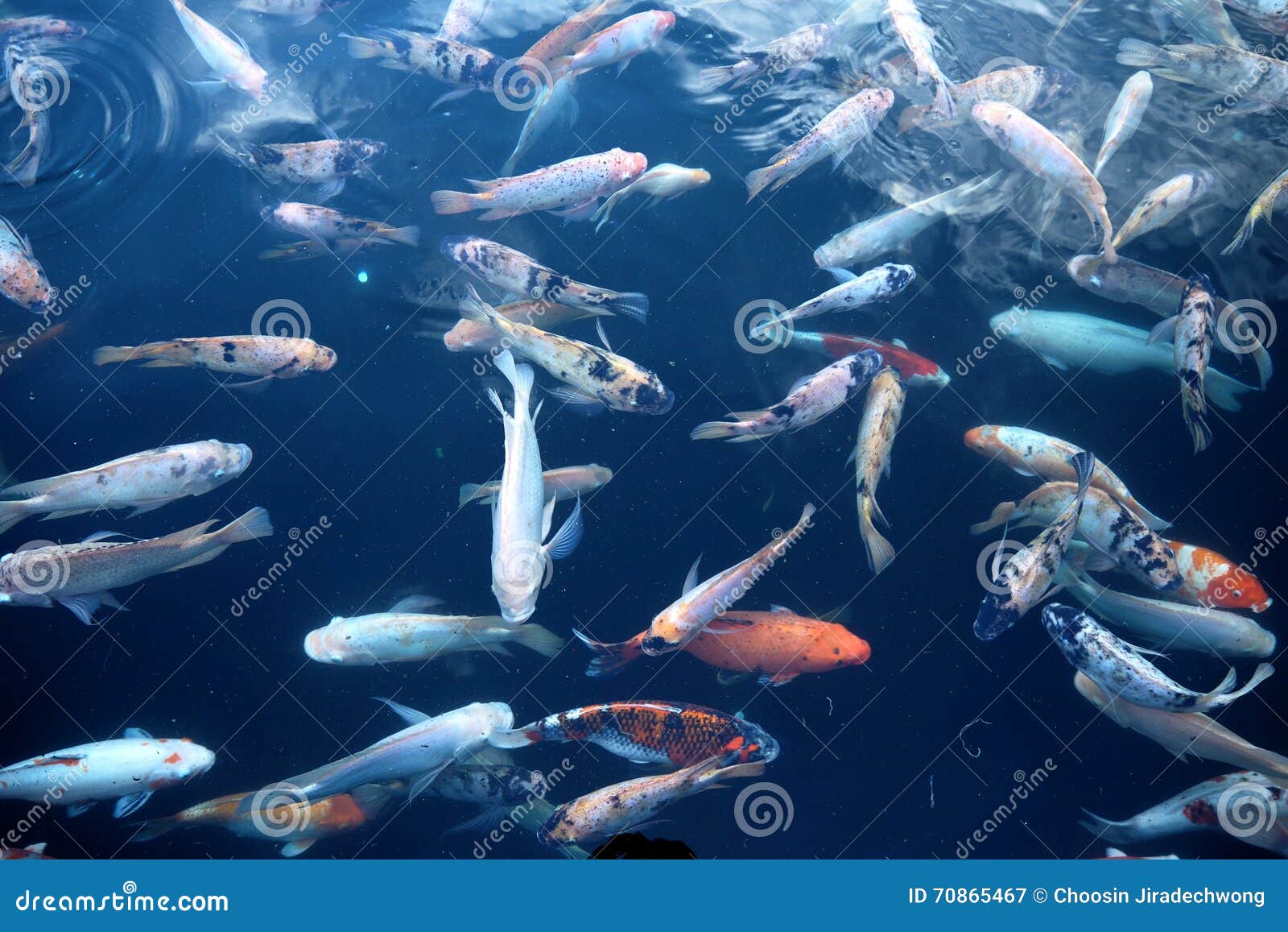 Fish in water stock image. Image of blue, food, river - 70865467