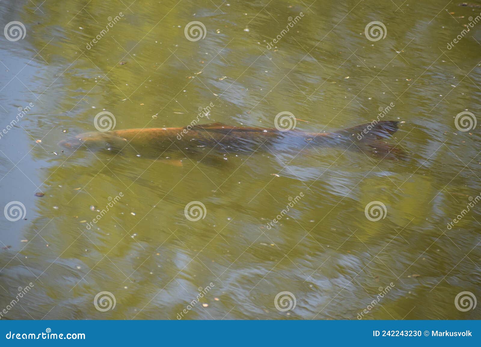 A Big Long Fish in the Water Stock Photo - Image of fish, pond: 242243230