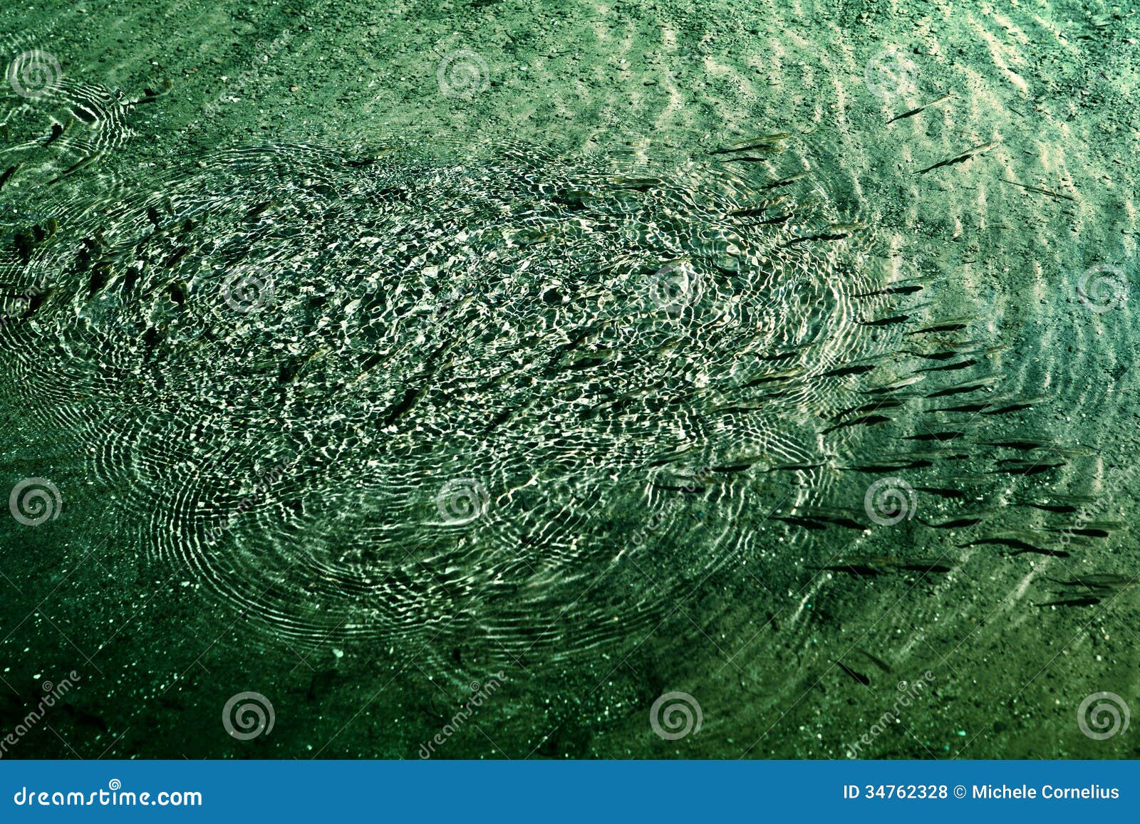 Fish and water stock photo. Image of green, fingerling - 34762328