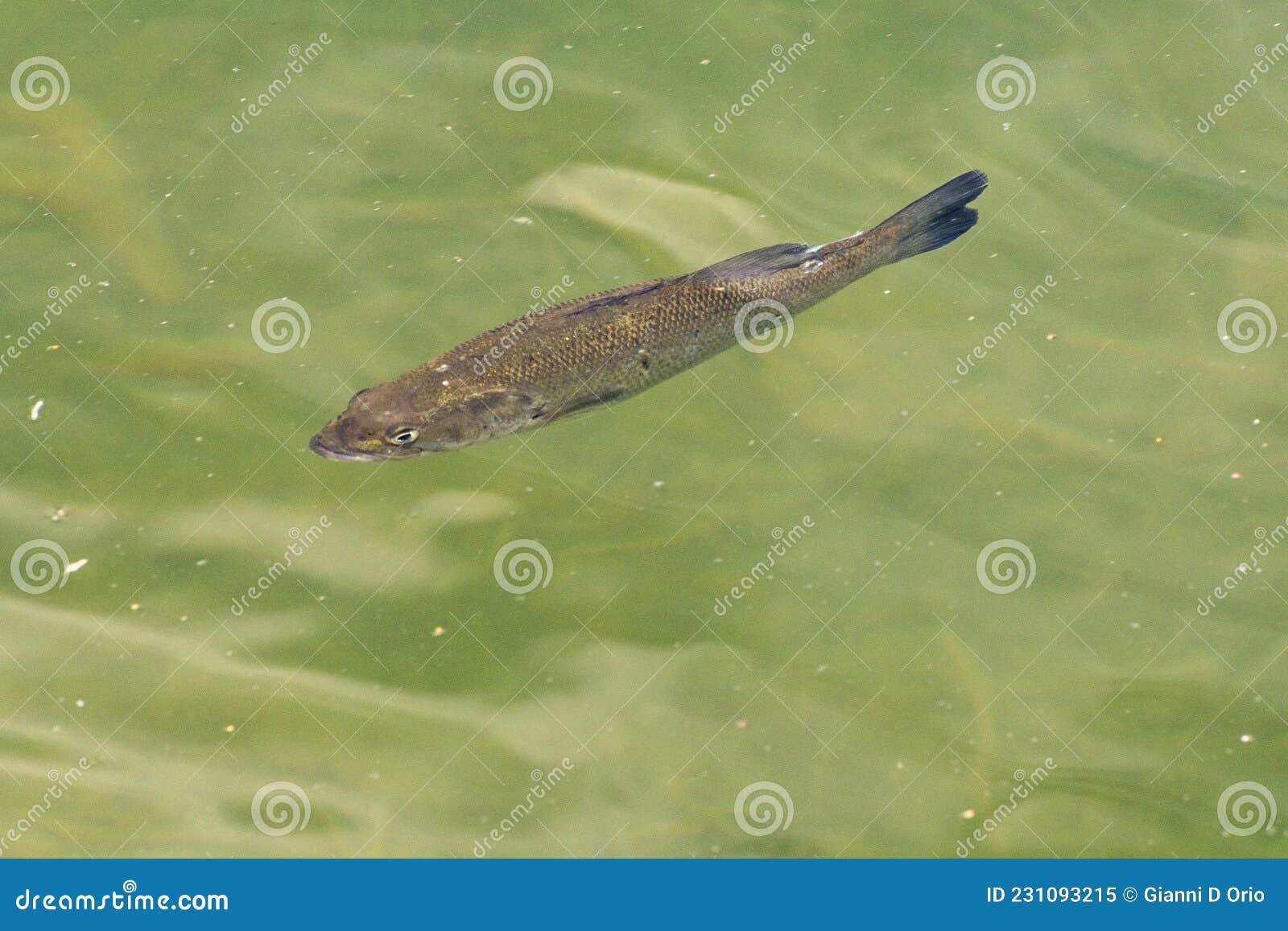 Fish on the Water Surface of the Lake Stock Image - Image of water ...