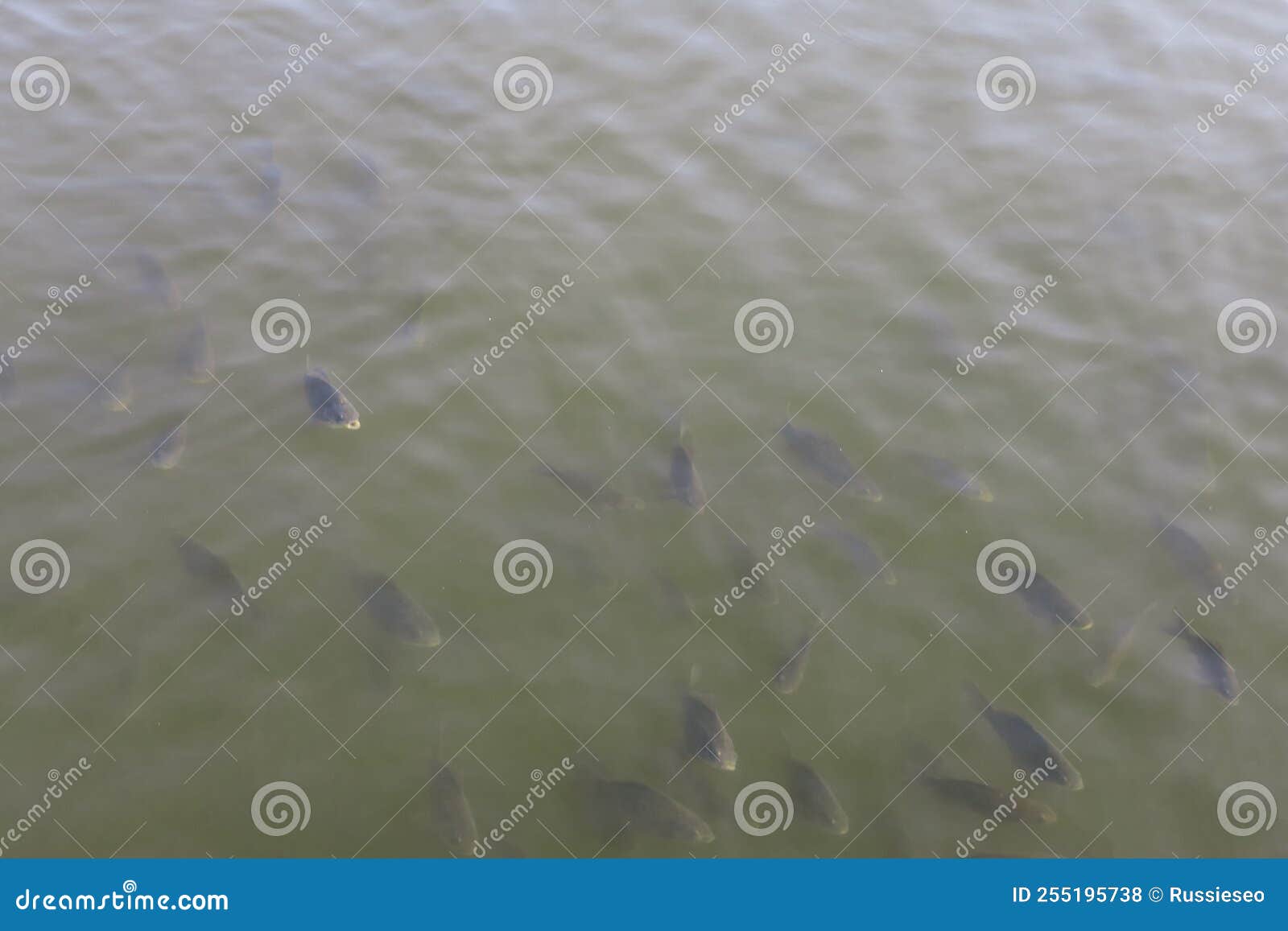 Fish at water surface stock photo. Image of river, animal - 255195738
