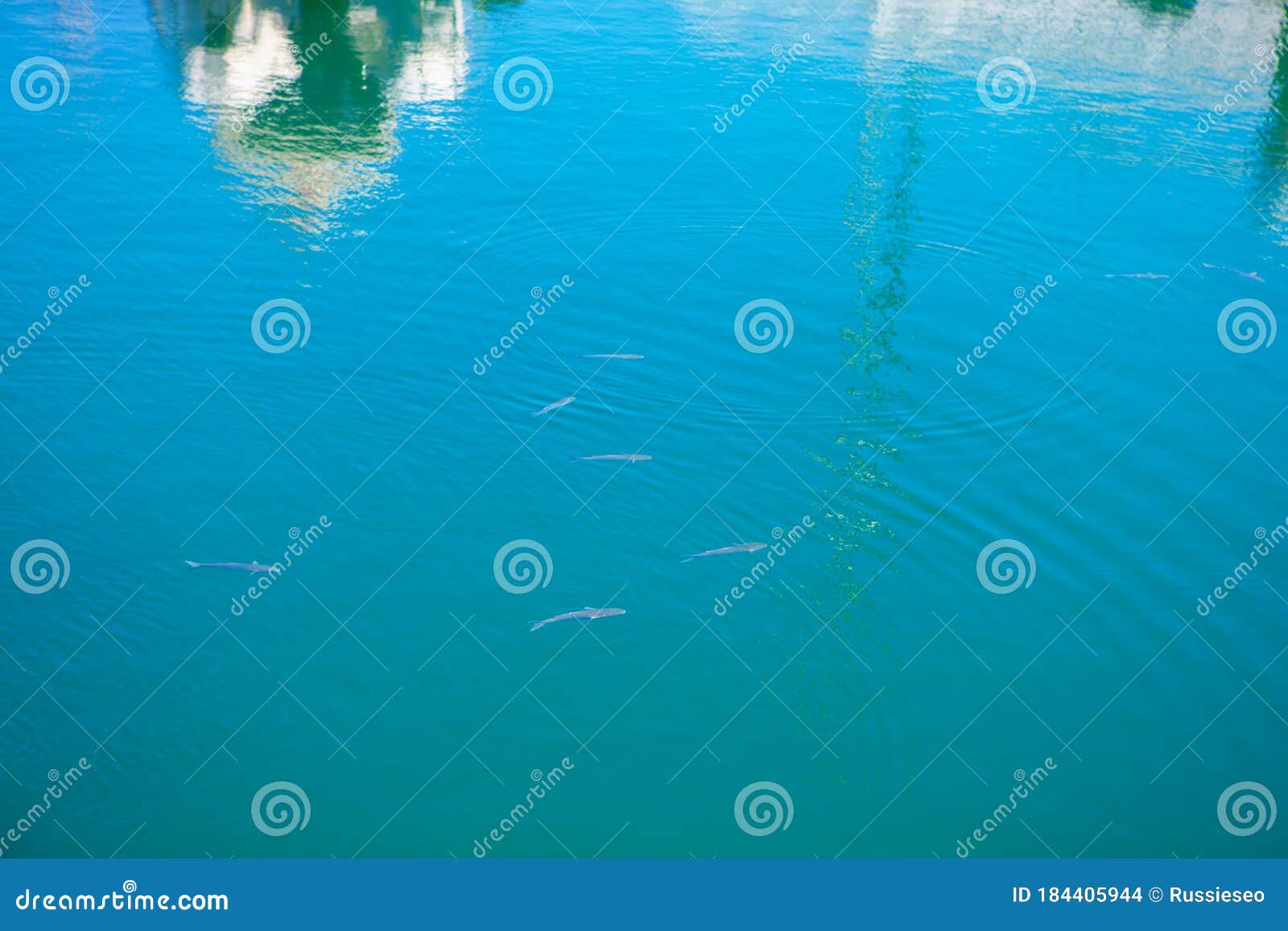Fish on the water surface stock photo. Image of fish - 184405944