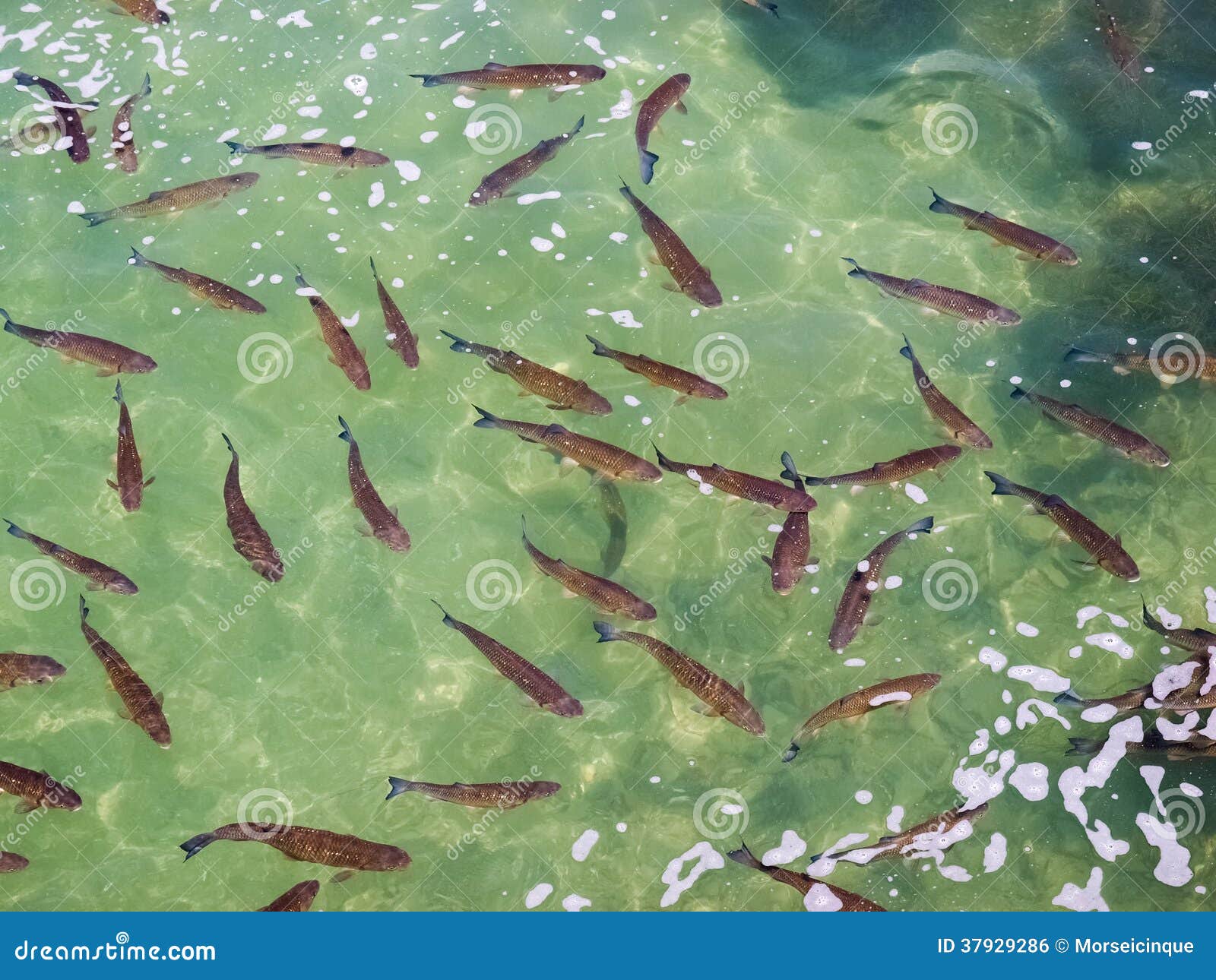 Fish in water stock photo. Image of calm, landscape, rheinfall - 37929286