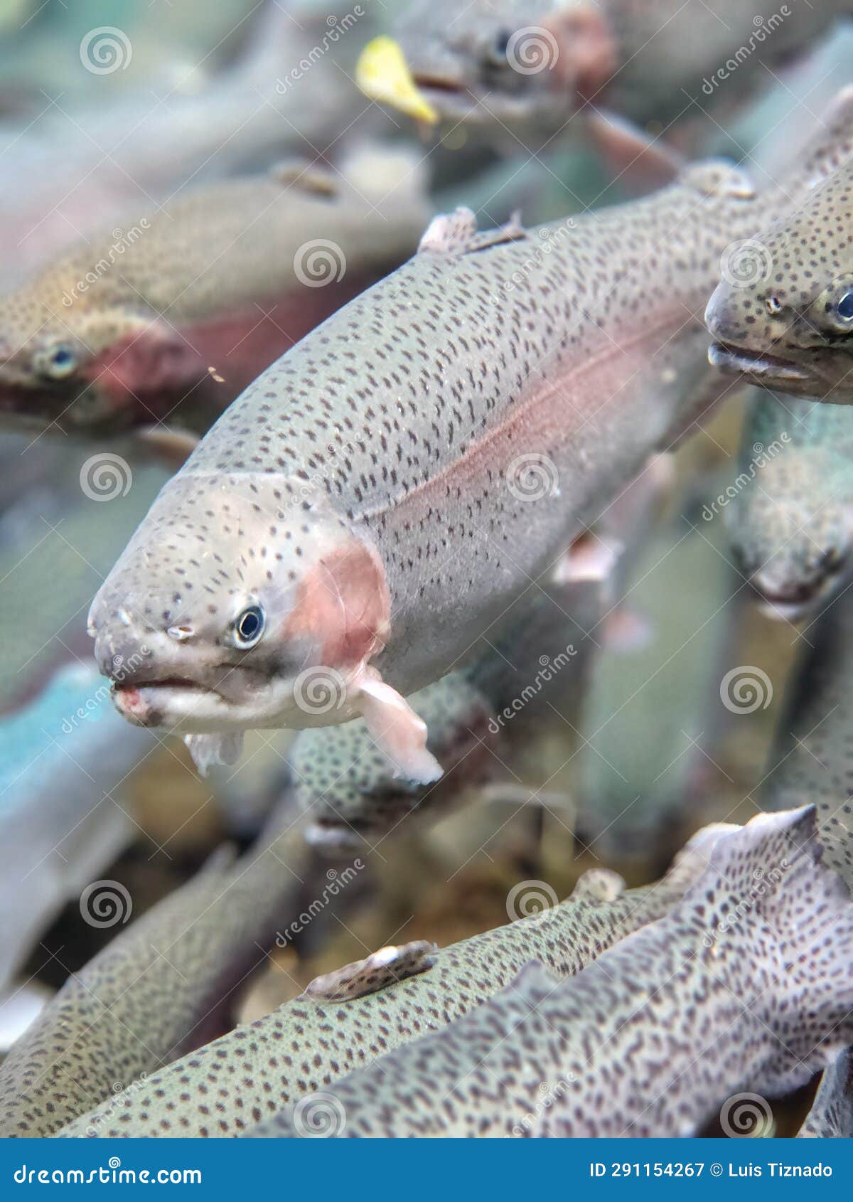 Fish Water Trout Natural Wildlife Stock Image - Image of trout ...