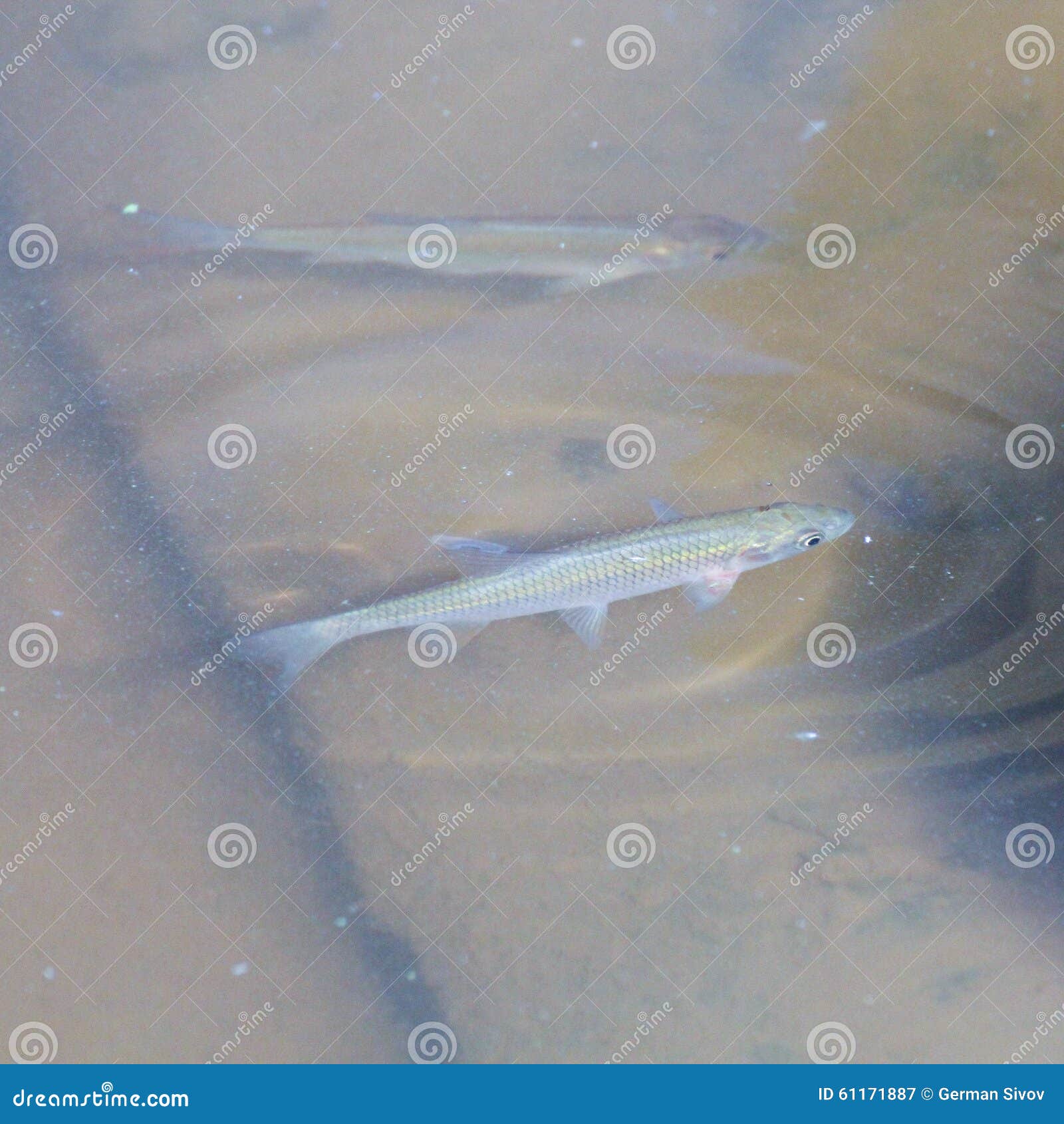 Fish in water stock image. Image of water, liquid, swimming - 61171887