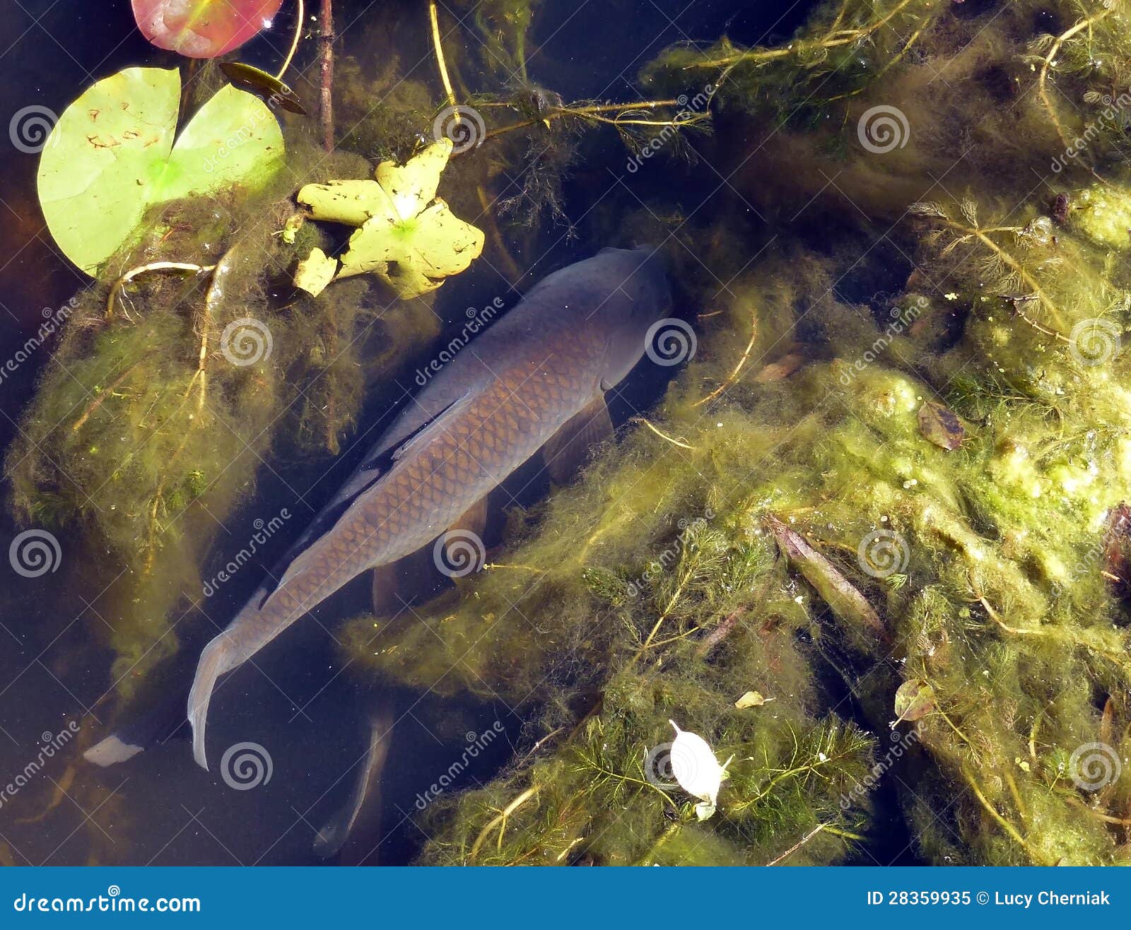 Fish between Water Weeds stock image. Image of leaf, waves - 28359935