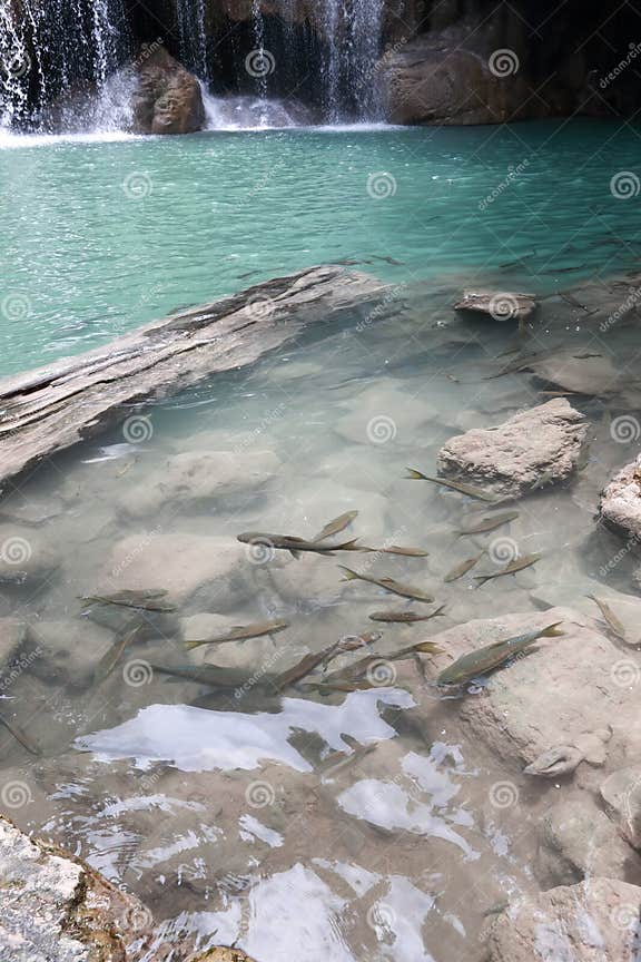 Fish in waterfall stock image. Image of popular, amazing - 191740739