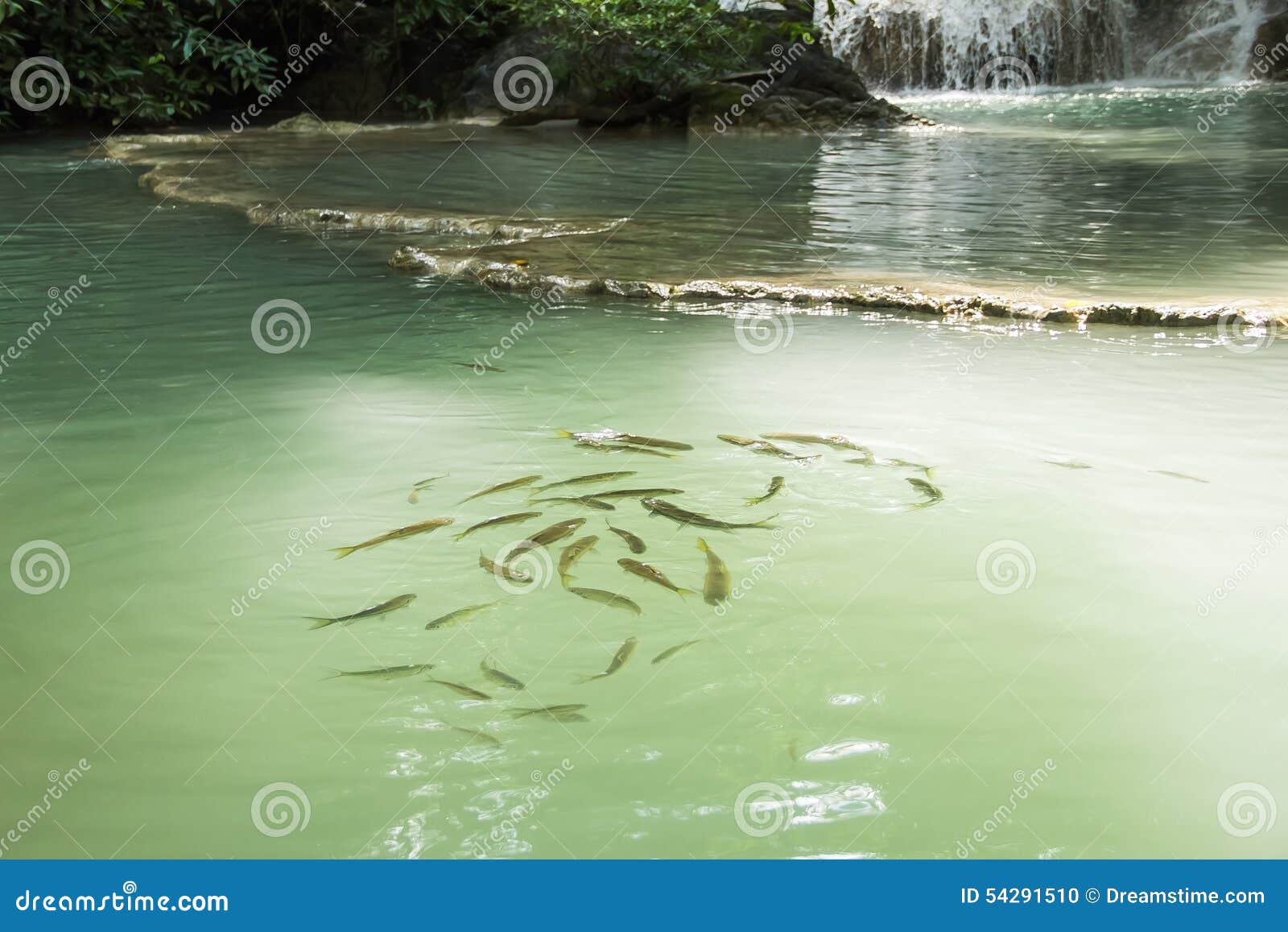 Fish in the waterfall stock photo. Image of green, rock - 54291510