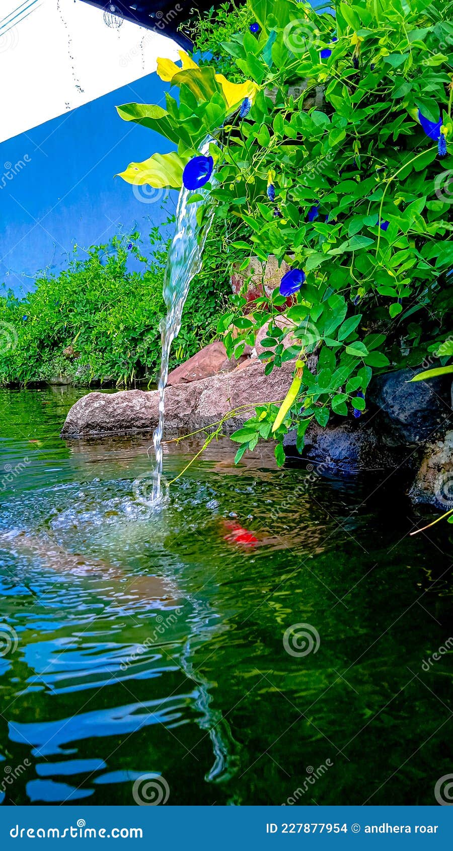 Fish and Waterfall Reflection Stock Photo - Image of pond, forest ...