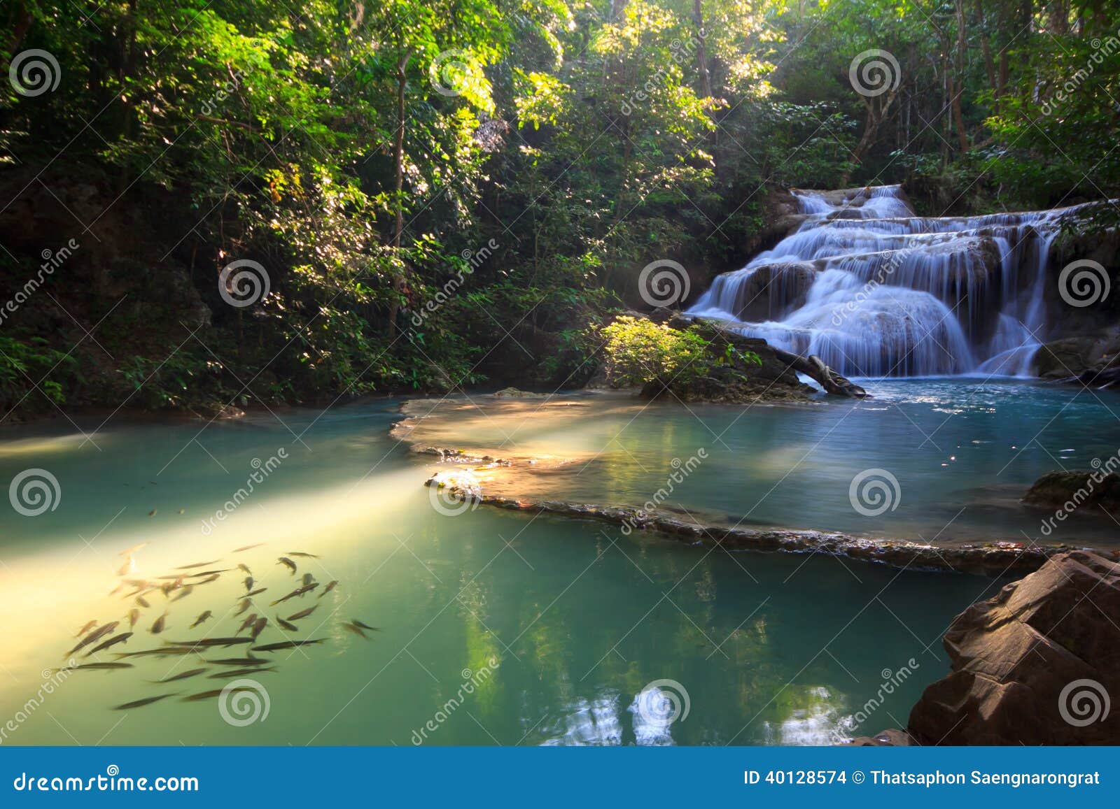 Koi Fish In Waterfall Pond At Japanese Garden Royalty-Free Stock ...