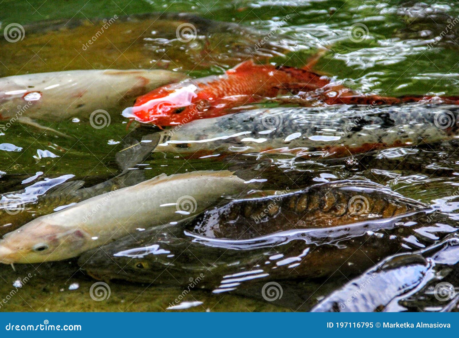 Fish in the wather 6 stock image. Image of water, food - 197116795