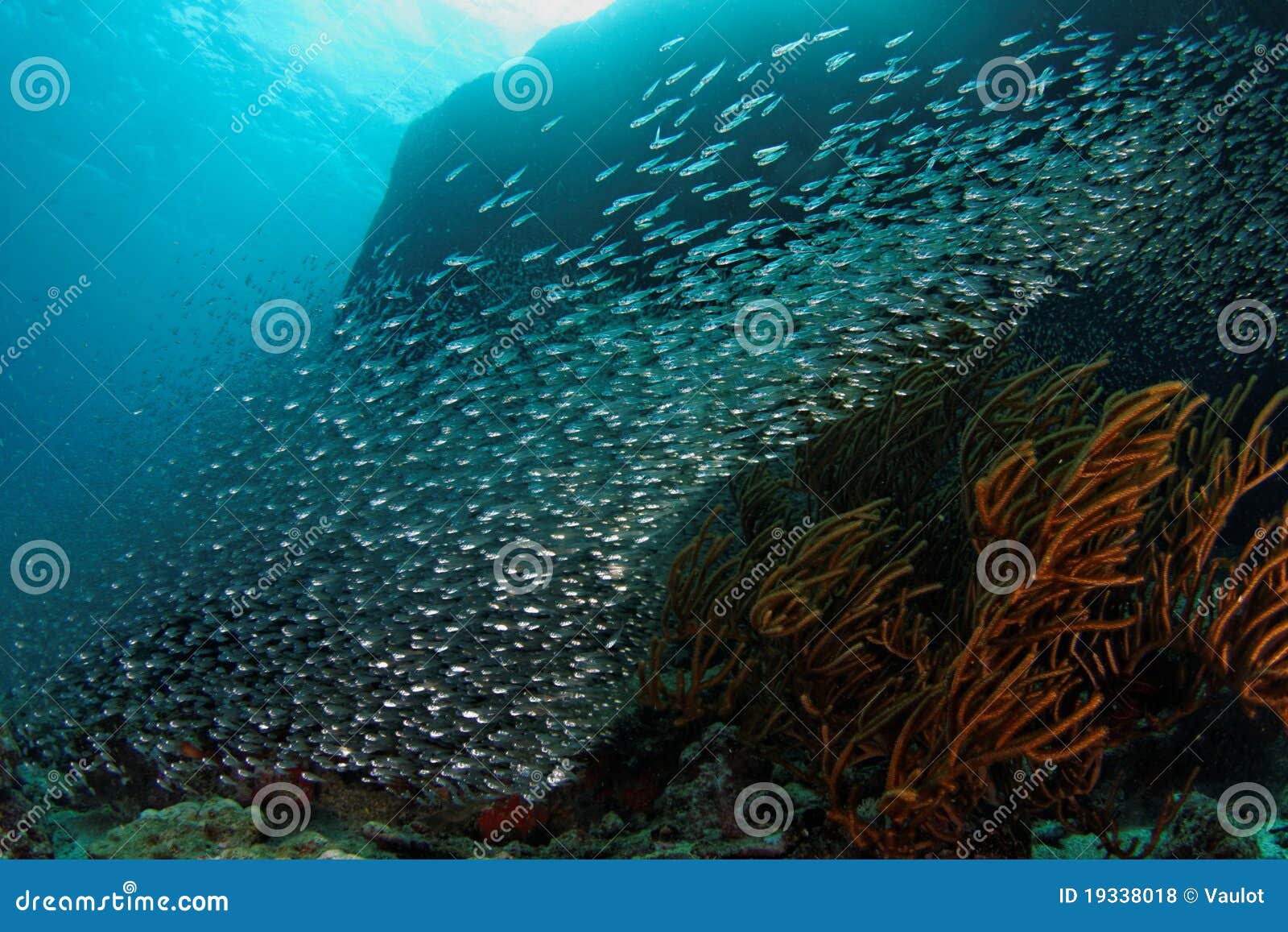 Fish Wave, Similan Islands, Thailand Stock Photo - Image of andaman ...