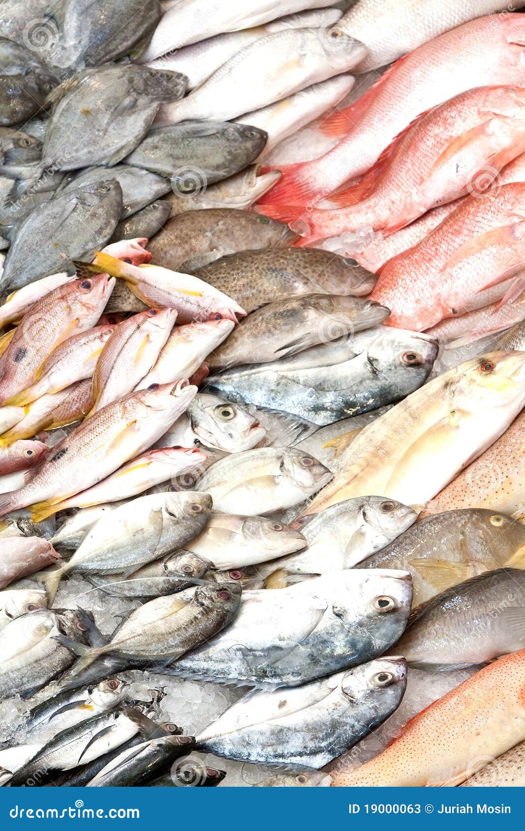 Fish in wet fish market stock image. Image of tropical - 19000063