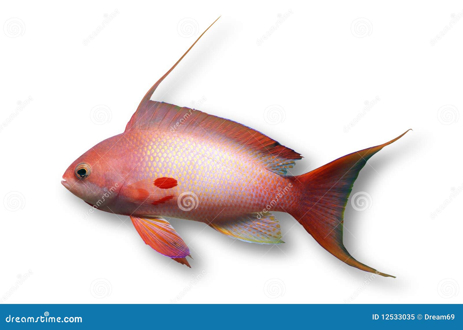 Fish on White Background, Anthias Stock Image - Image of movement ...