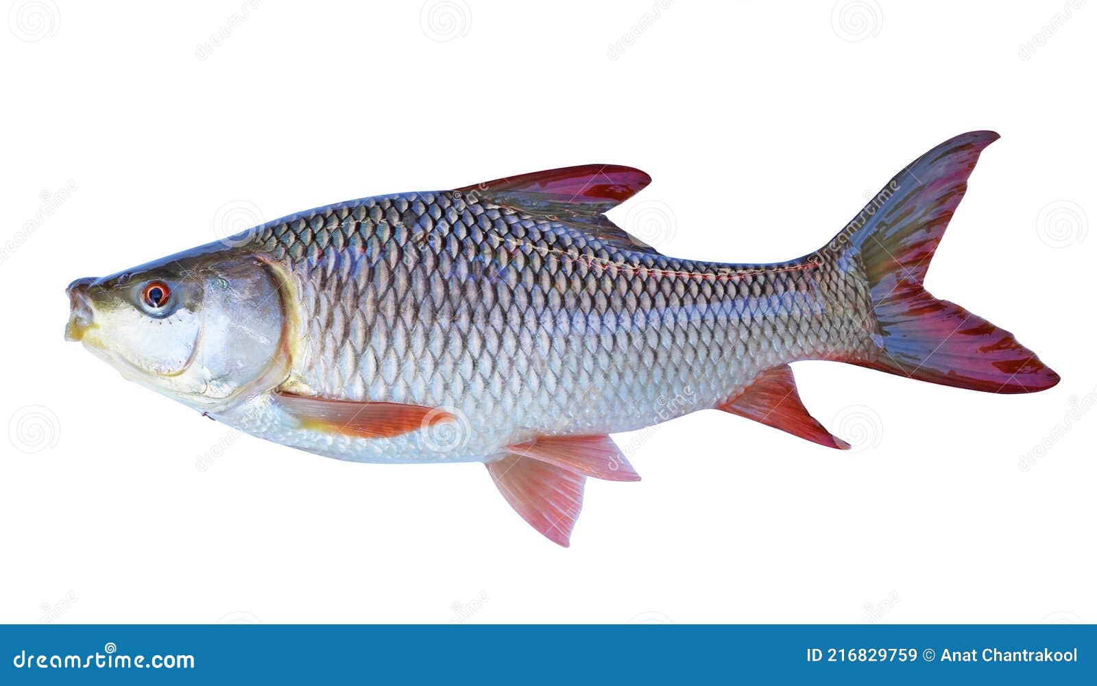 The Fish on a White Background Stock Image - Image of life, tail: 216829759