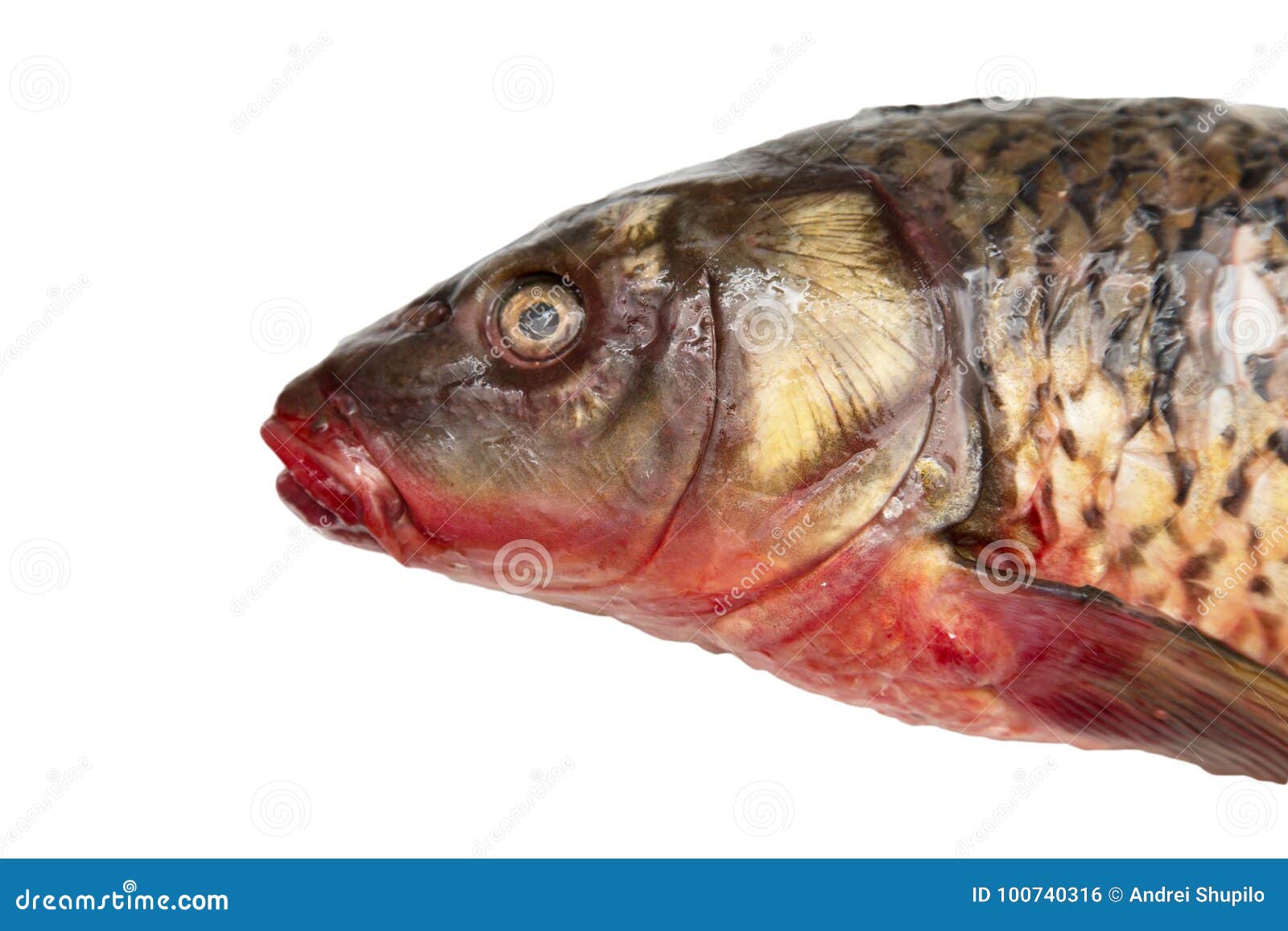 Fish on a white background stock photo. Image of horizontal - 100740316