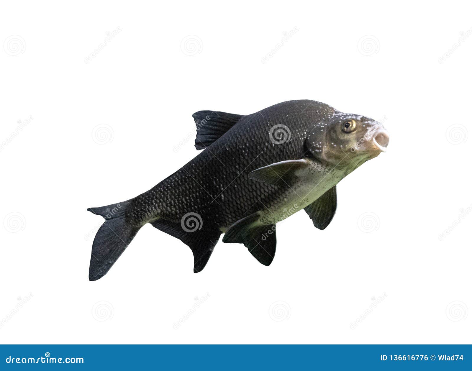 Fish on White Background, Isolated Stock Photo - Image of carp ...
