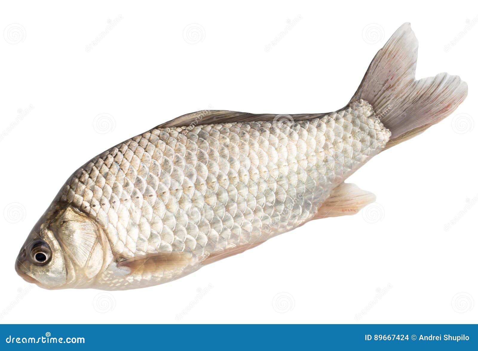 Fish on a white background stock photo. Image of meat - 89667424