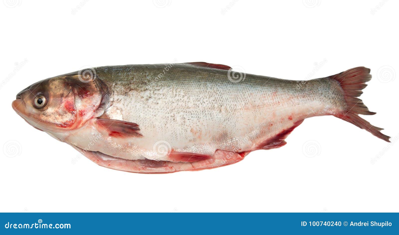 Fish on a white background stock photo. Image of marine - 100740240