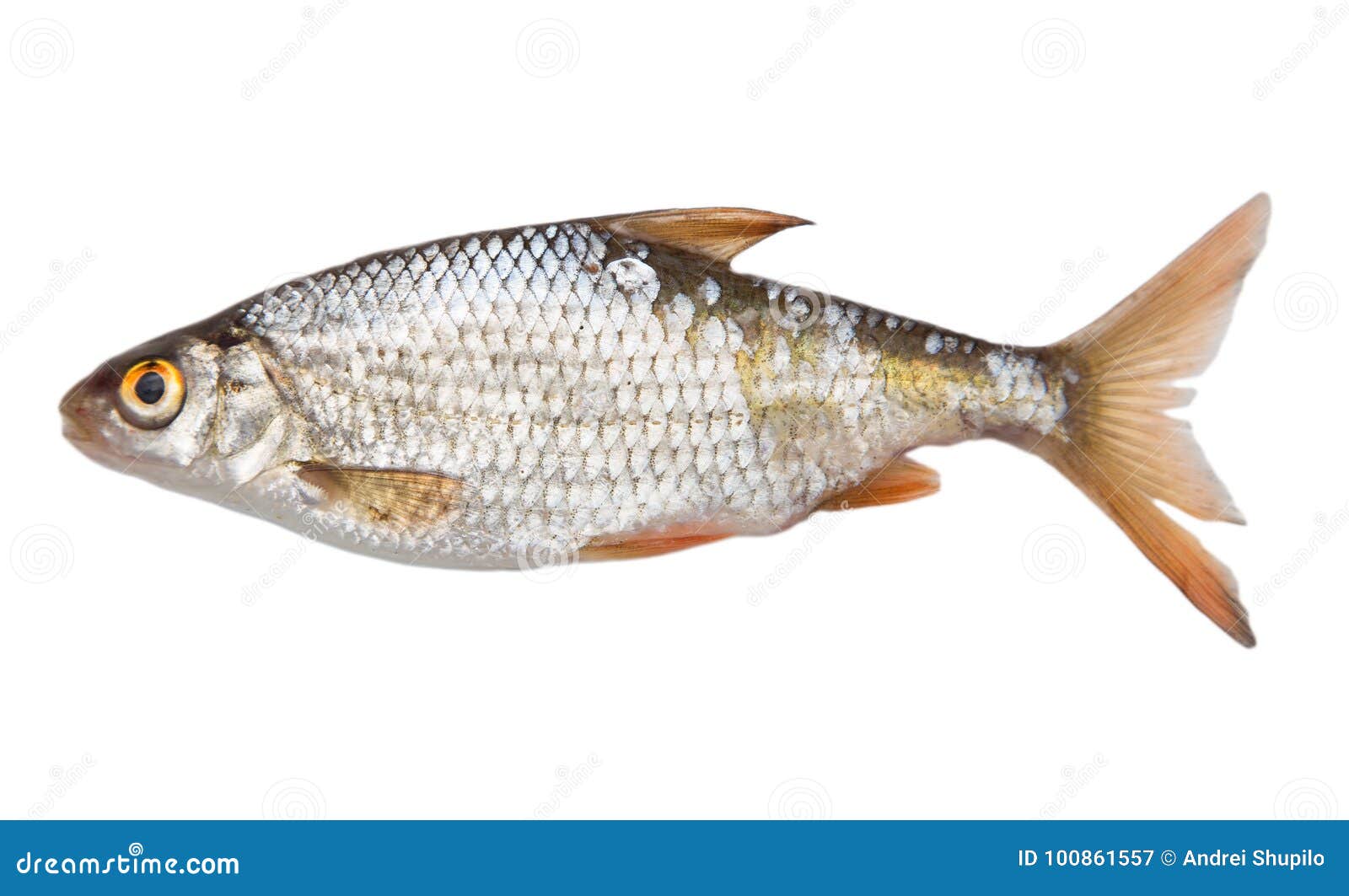 Fish on a white background stock image. Image of fish - 100861557