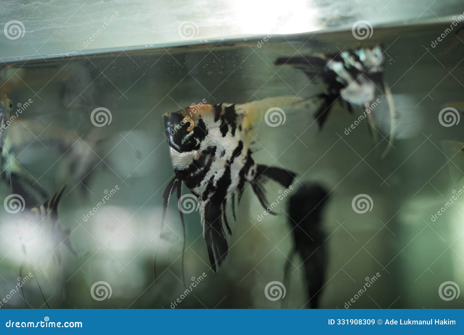 Fish with White and Black Patterns in the Aquarium Stock Image - Image ...
