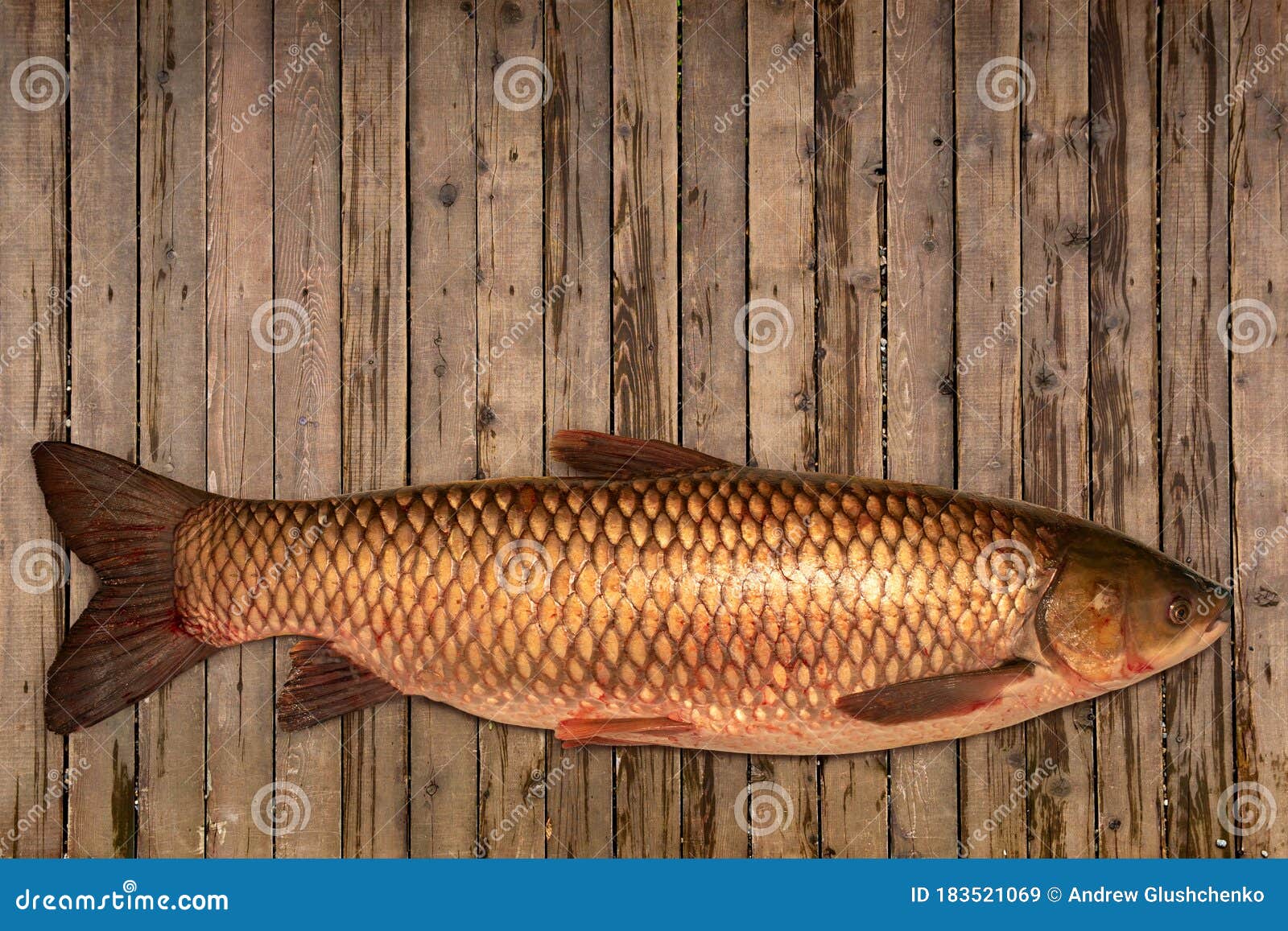 Fish White Carp Lying on the Table. Fresh Fish Stock Image - Image of ...
