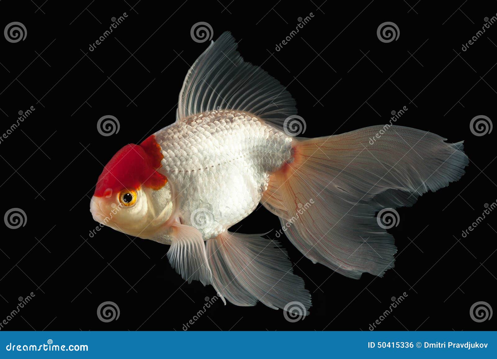 Oranda Goldfish, Commercial Aqua Trade Breed Of Wild Carassius Auratus ...
